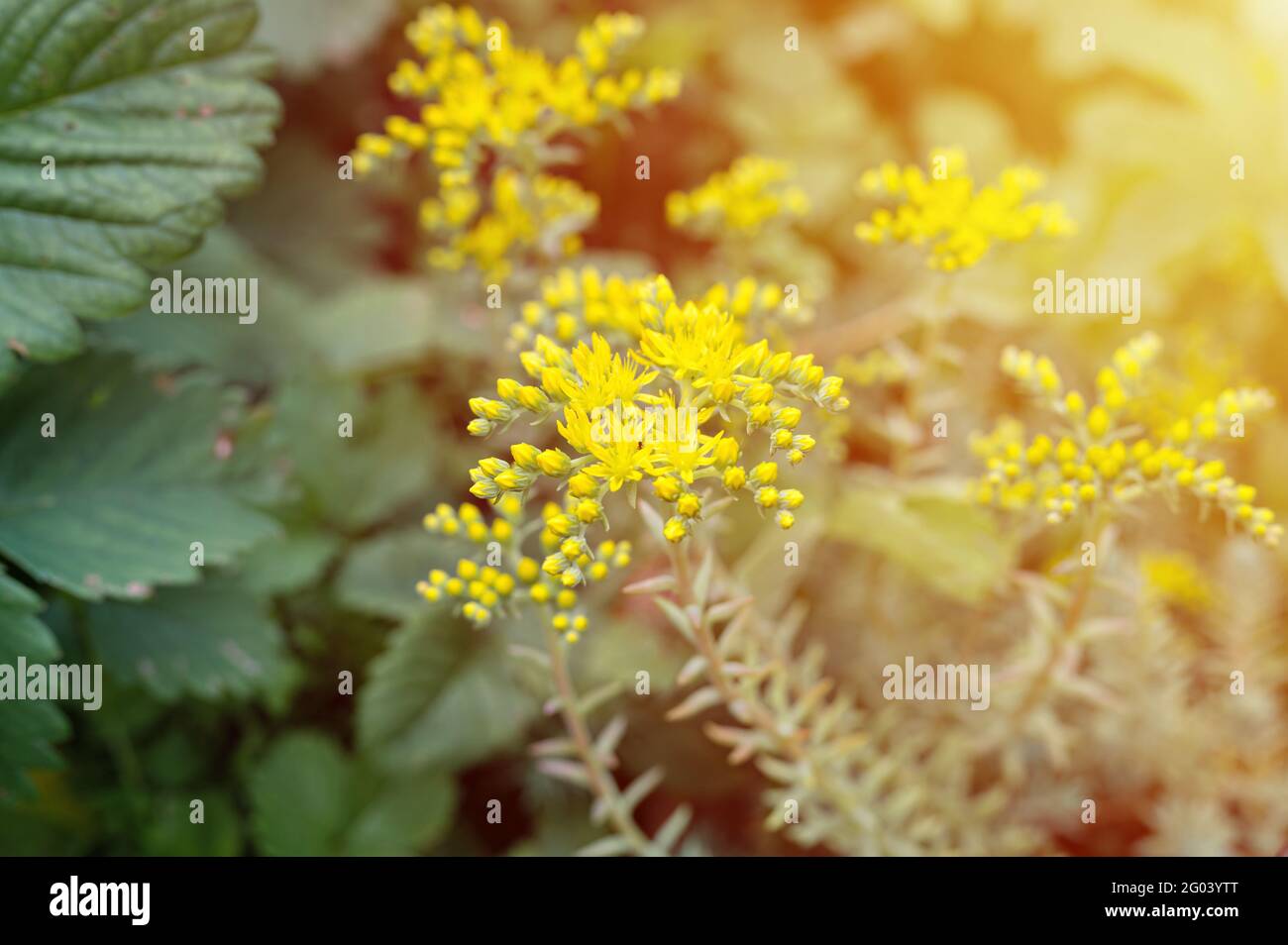 yellow sedum reflexum or sedum rupestre flower in full bloom on a ...