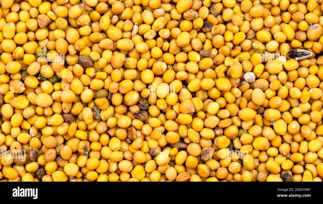 panoramic food background - ripe yellow seeds of Sinapis Alba mustard ...