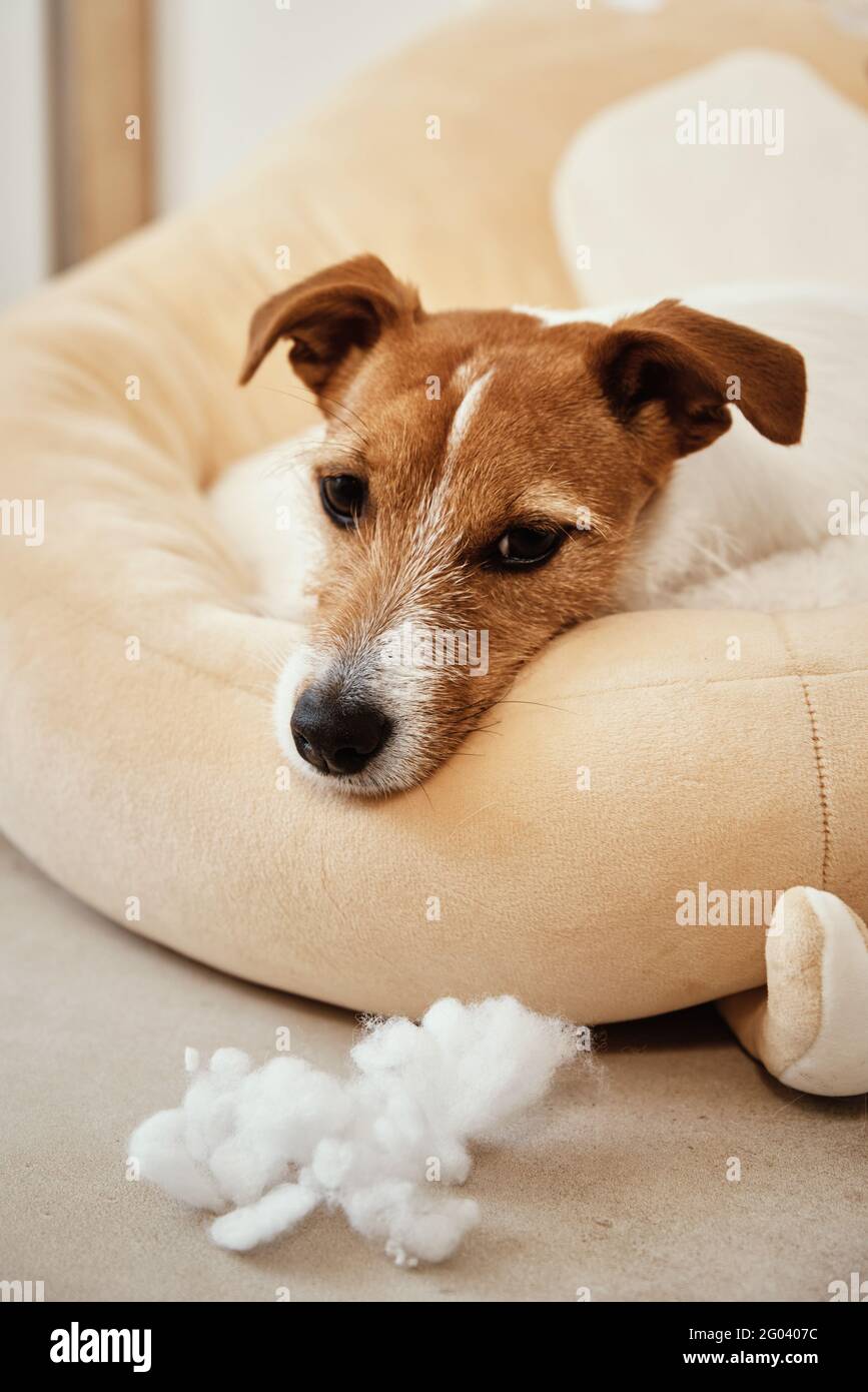 Jack Russell terrier dog next to a torn wad of cotton on the floor. Pet ...