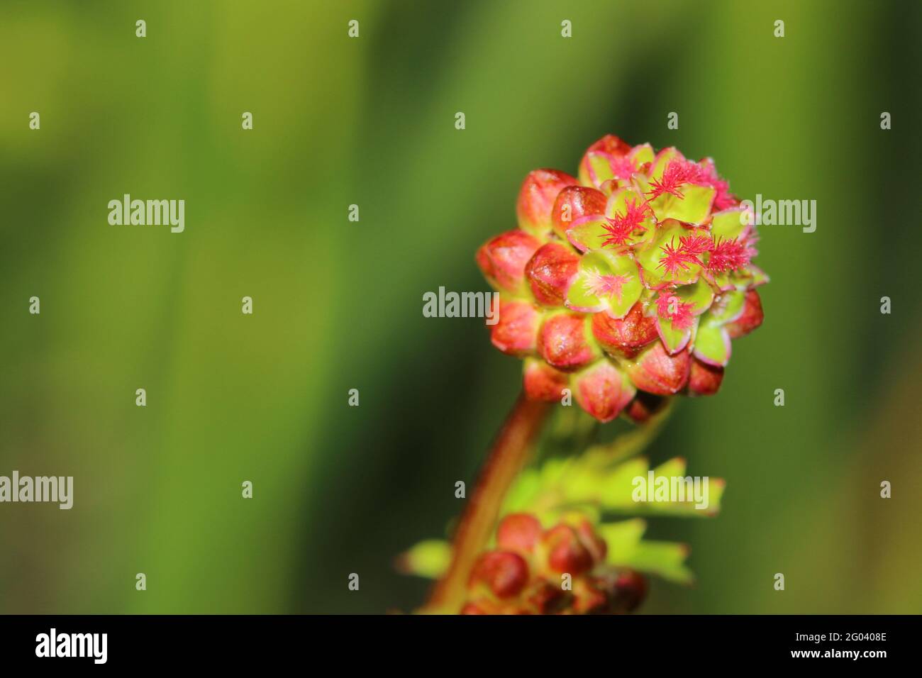 Small burnet hi-res stock photography and images - Alamy
