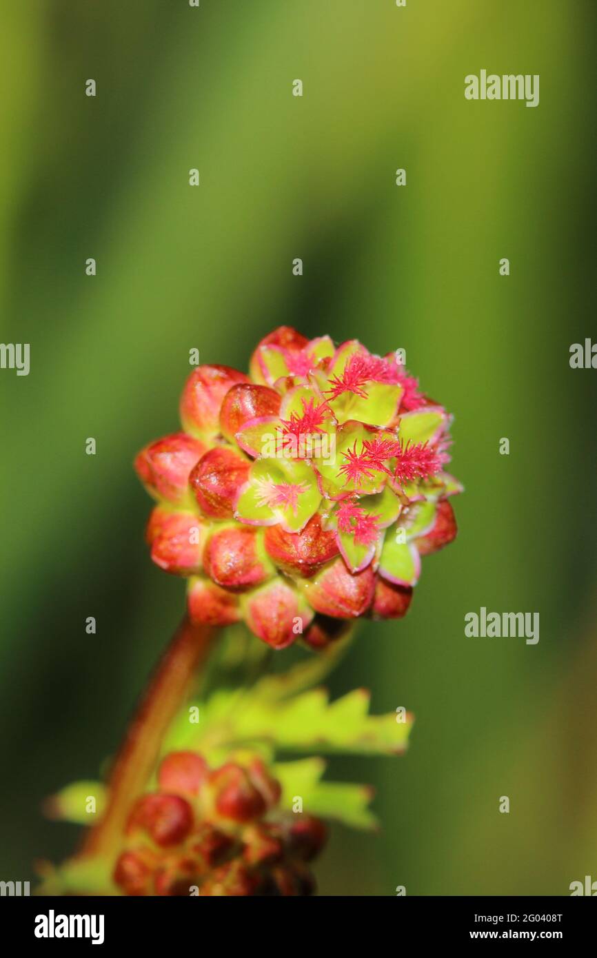 Small beginnings hi-res stock photography and images - Alamy