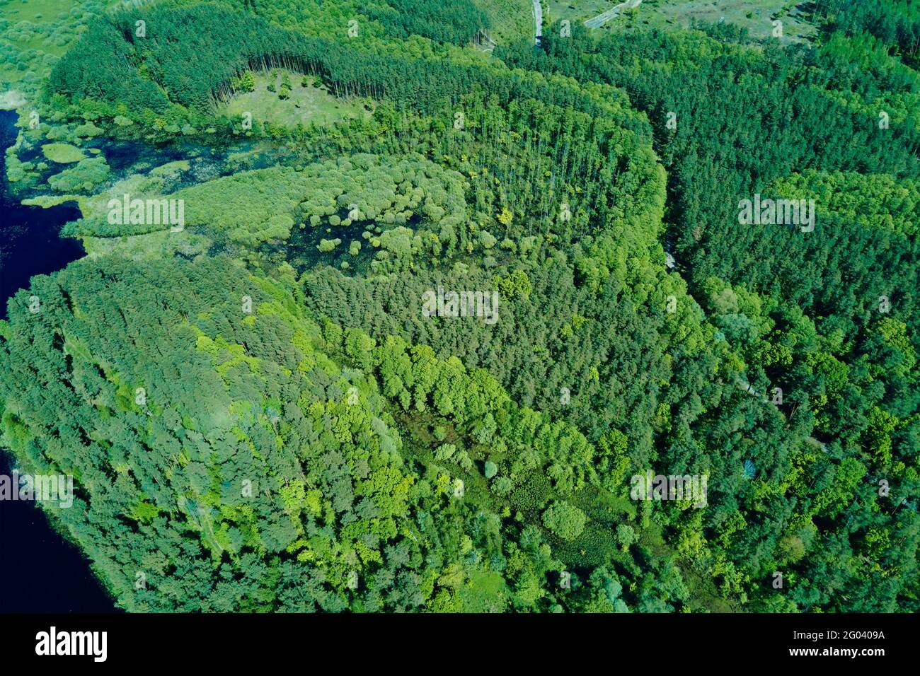 Green forest, aerial view. Nature landscape of pine trees, bird eye ...