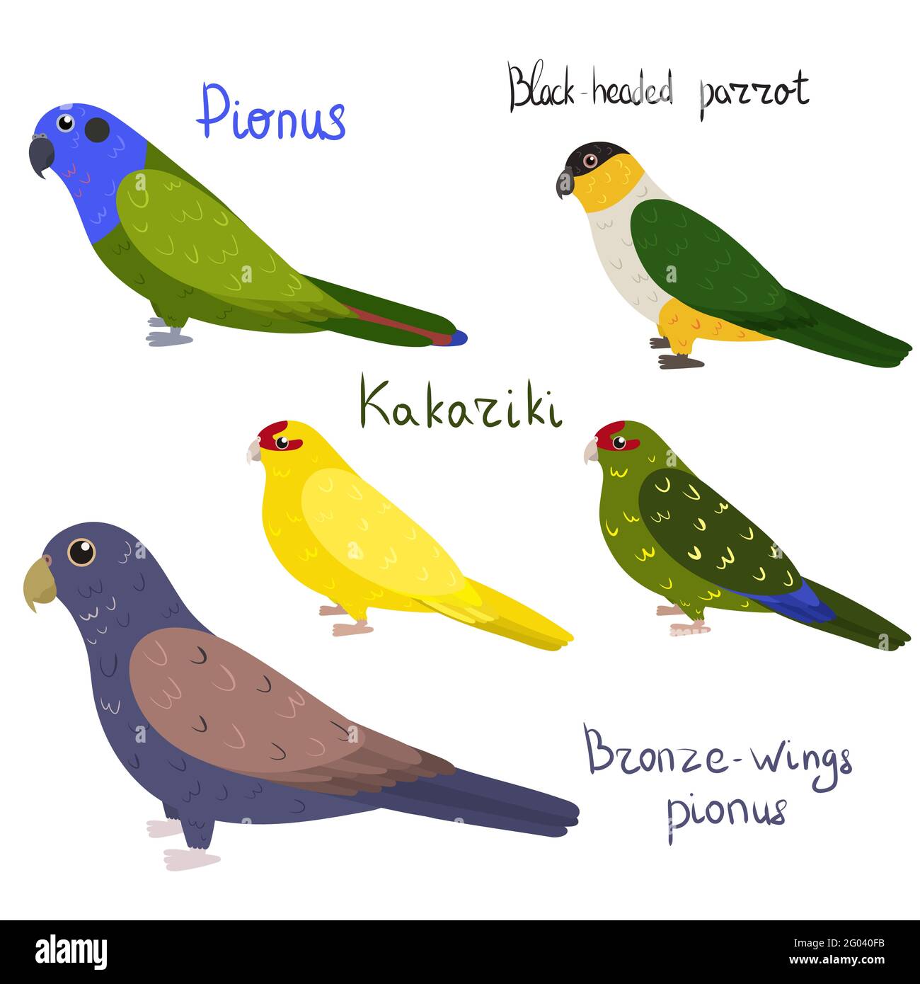 Set of parrot - pionus, black-headed, kakariki, bronze-wings, in ...