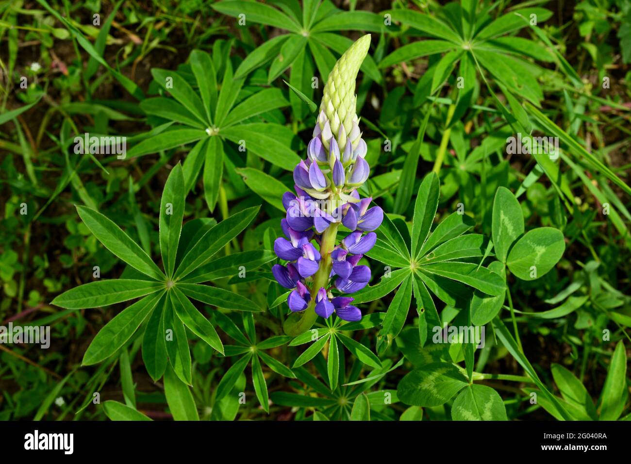 Lupins bloom hi-res stock photography and images - Alamy