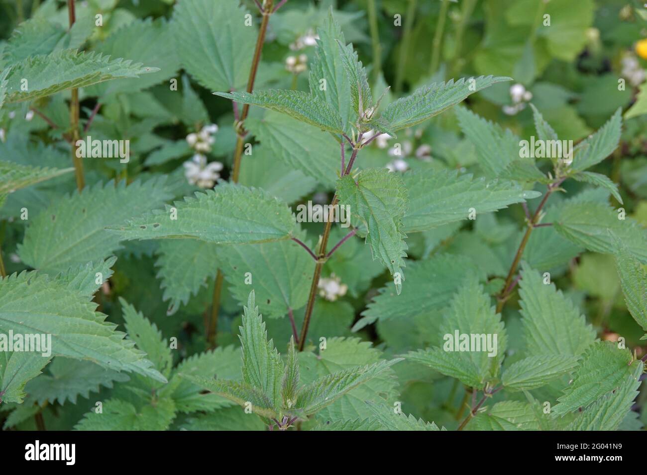 Nettles, Large Nettles, And White Dead Nettles Stock Photo - Alamy