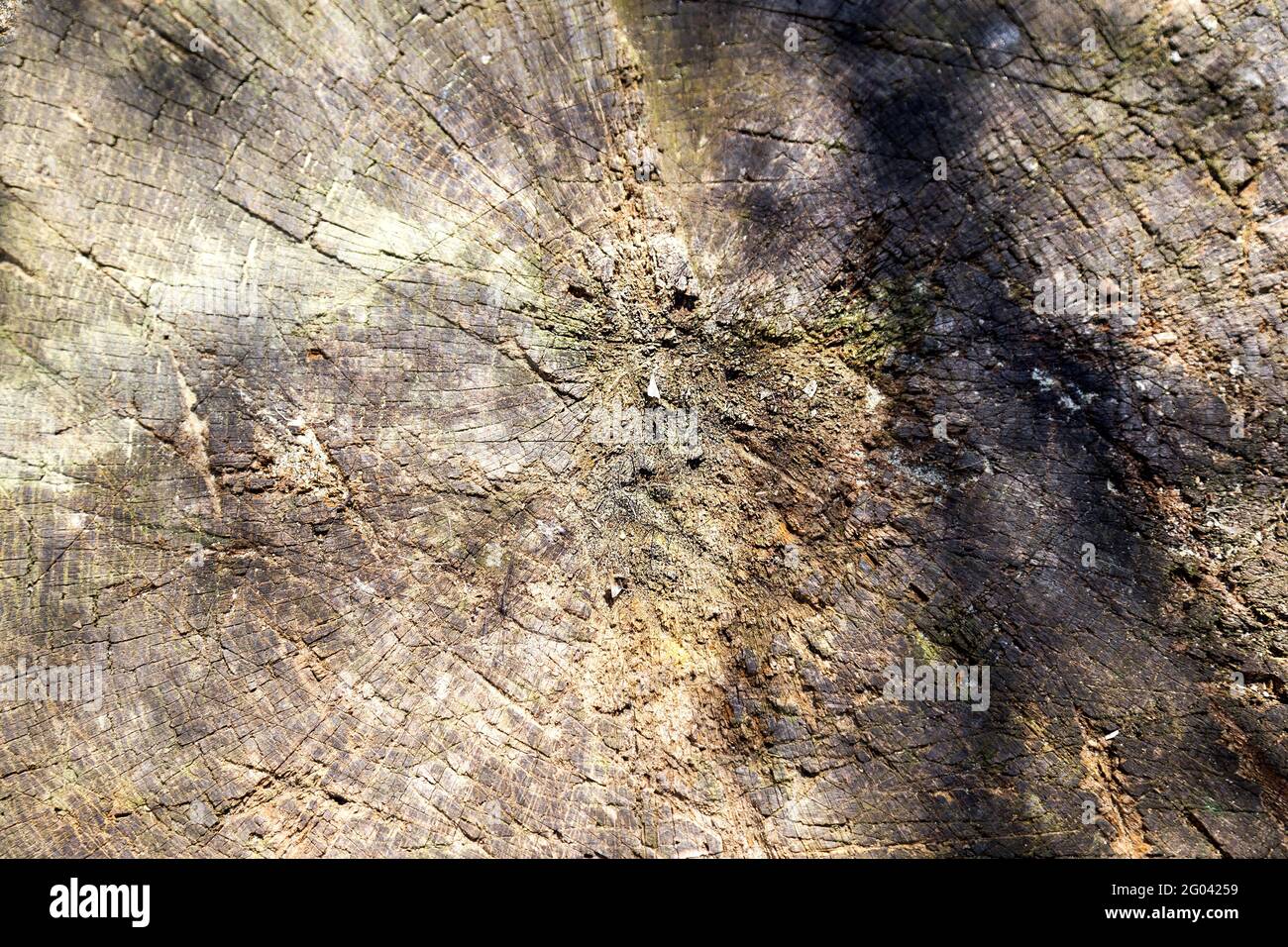 Ideal round cut down tree with annual rings and cracks. Wooden texture Stock Photo - Alamy