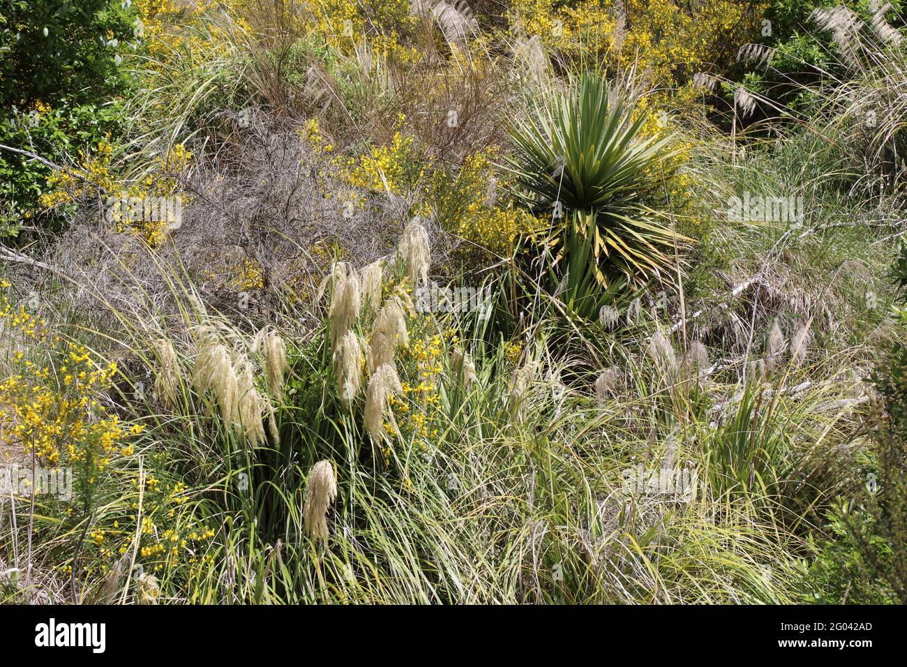 Neuseeland Kaweka Forest Park / New Zealand Kaweka Forest Park Stock ...