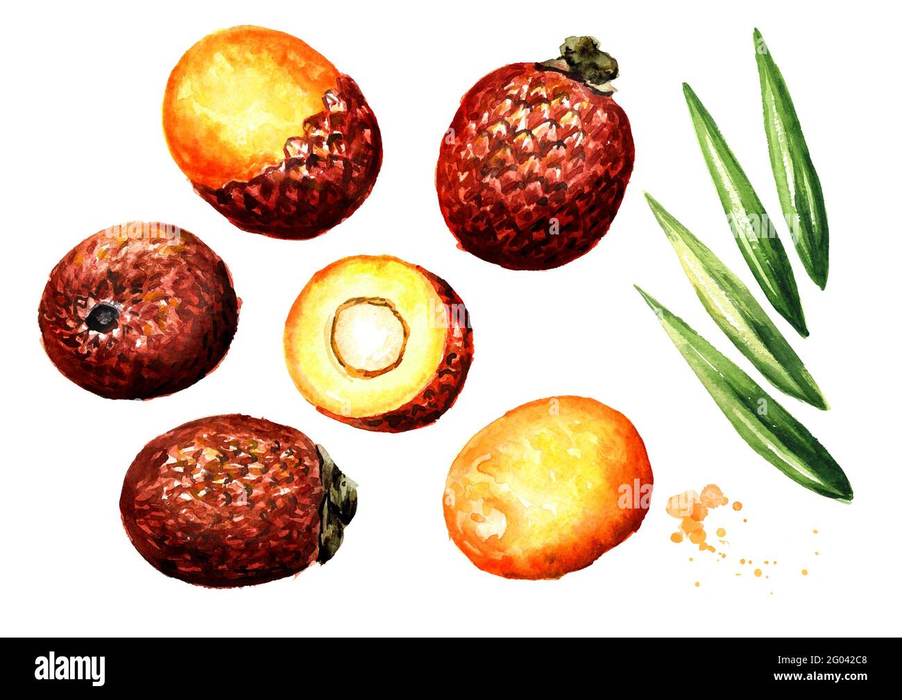 Exotic Buriti fruit Aguaje or Moriche palm fruit mauritia flexuosa set ...