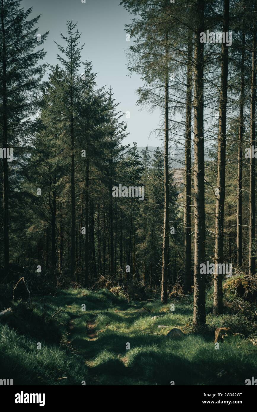 Beautiful vertical shot forest hi-res stock photography and images - Alamy