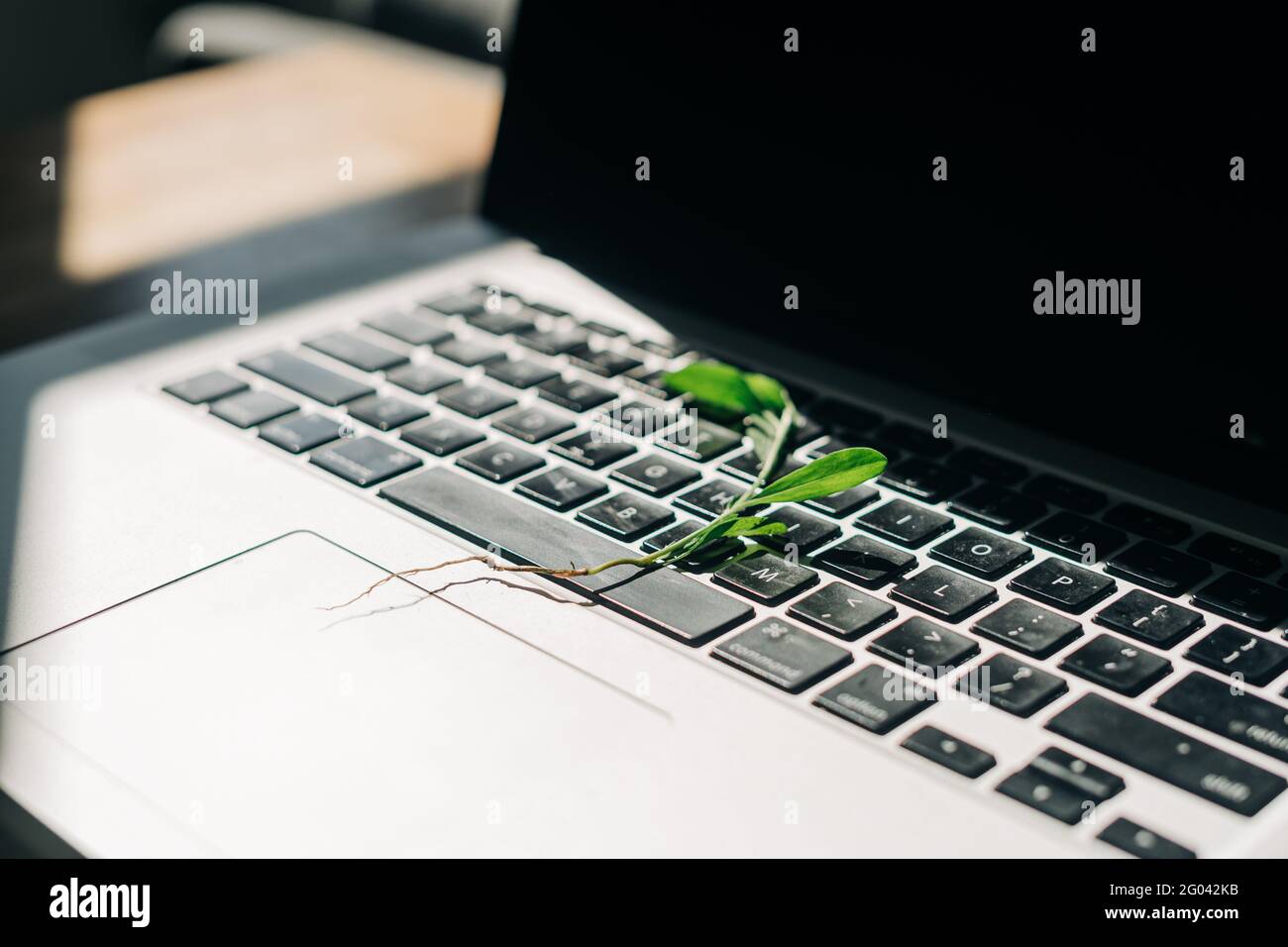Laptop keyboard with plant growing on it. Green IT computing concept ...