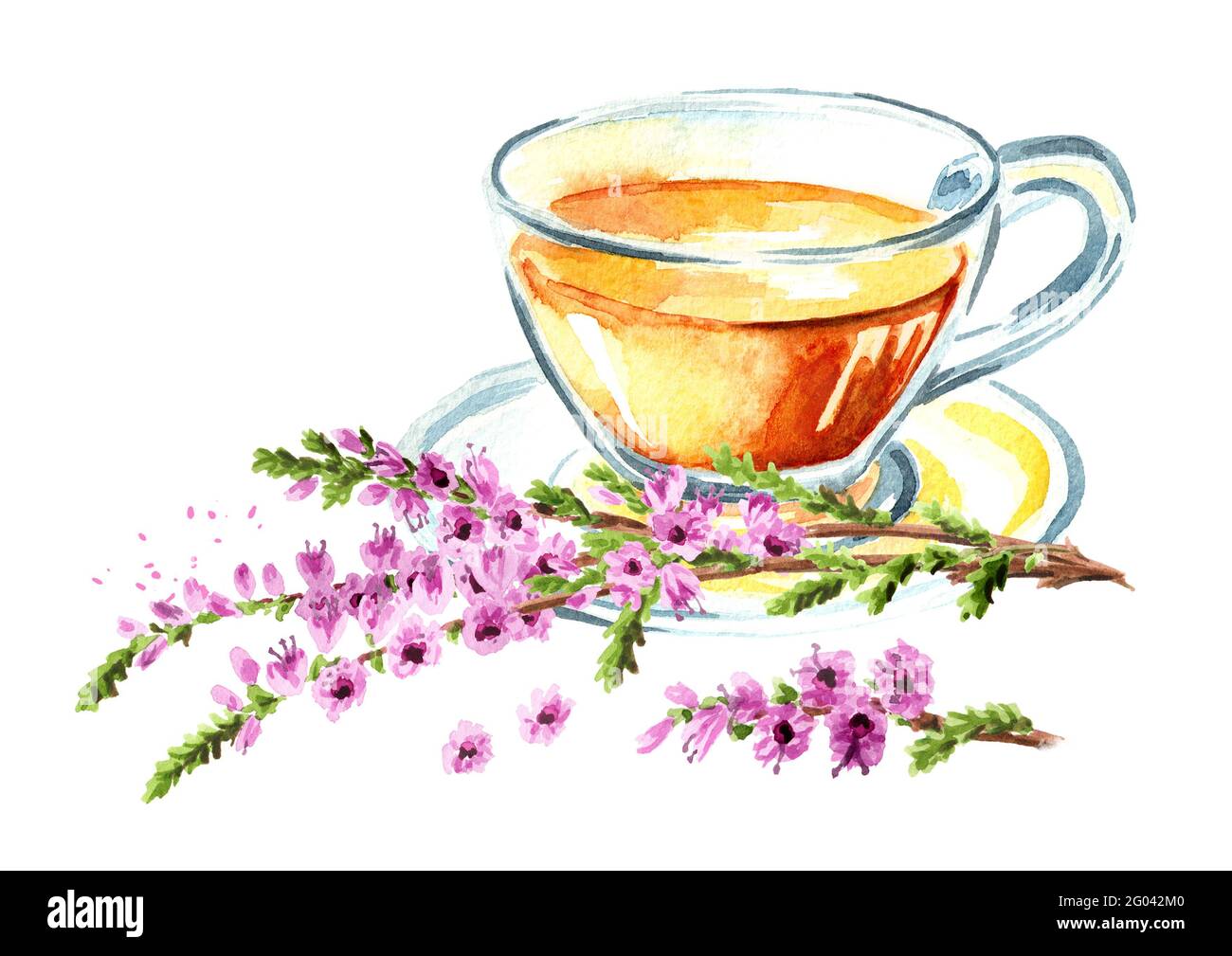 Tincture or tea with Purple heather flowers, medical plant, herbs ...