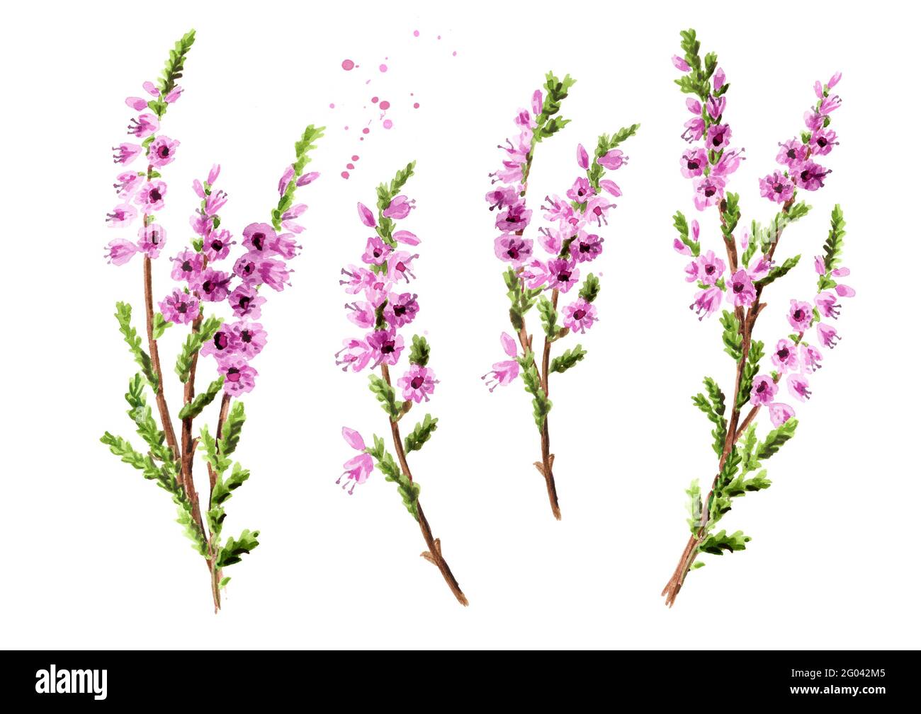 Heather Plant Drawing