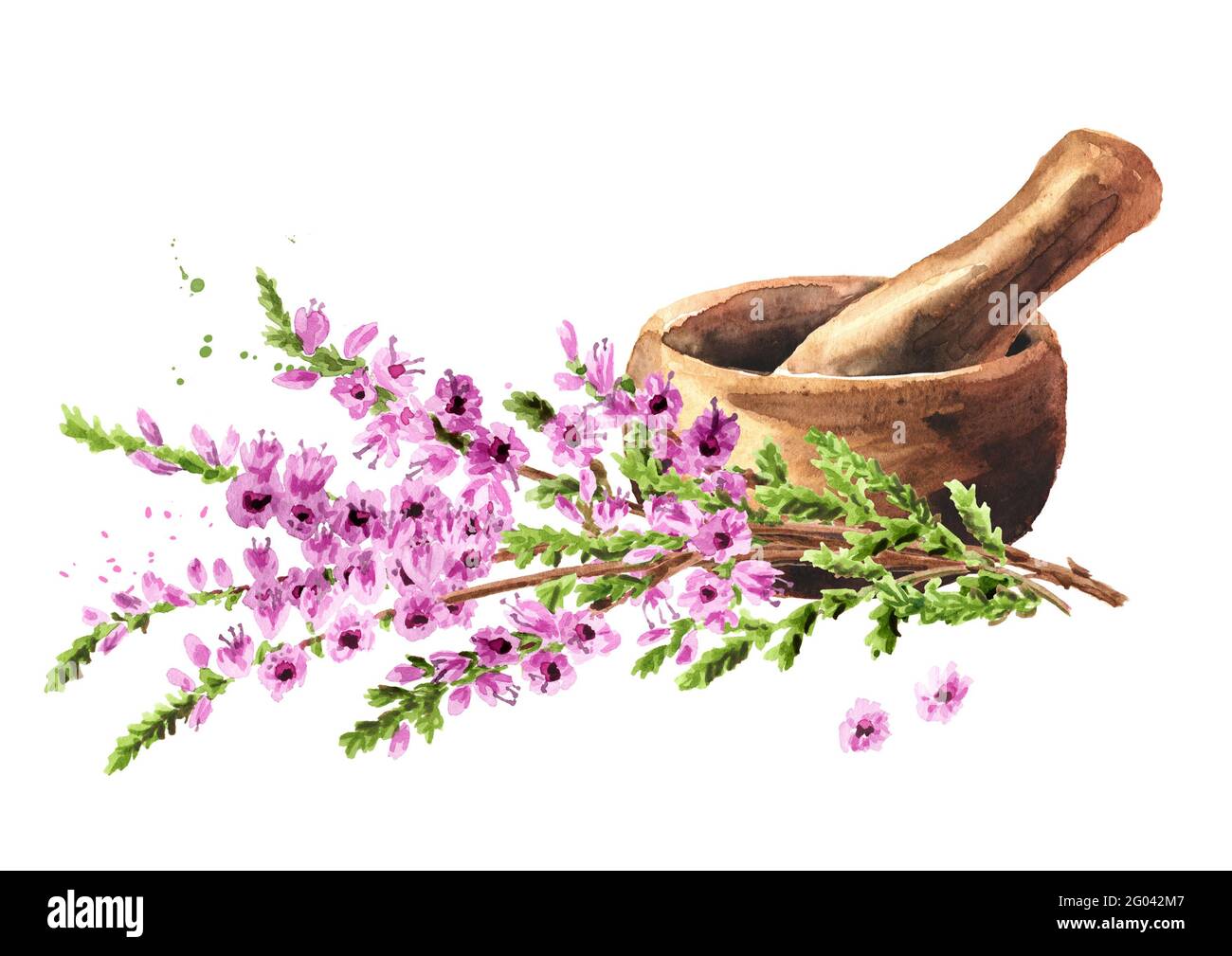 Mortar and Purple heather flowers, medical plant, herbs medicine. Watercolor hand drawn ...