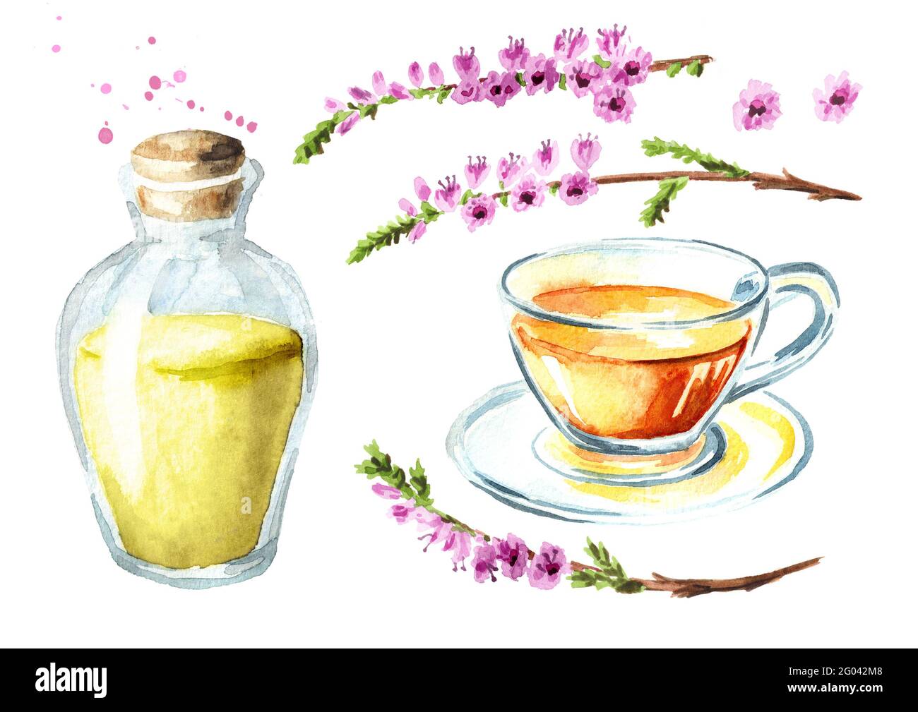 Heather infusion, tincture and cup of tea set, medical plant, herbal ...