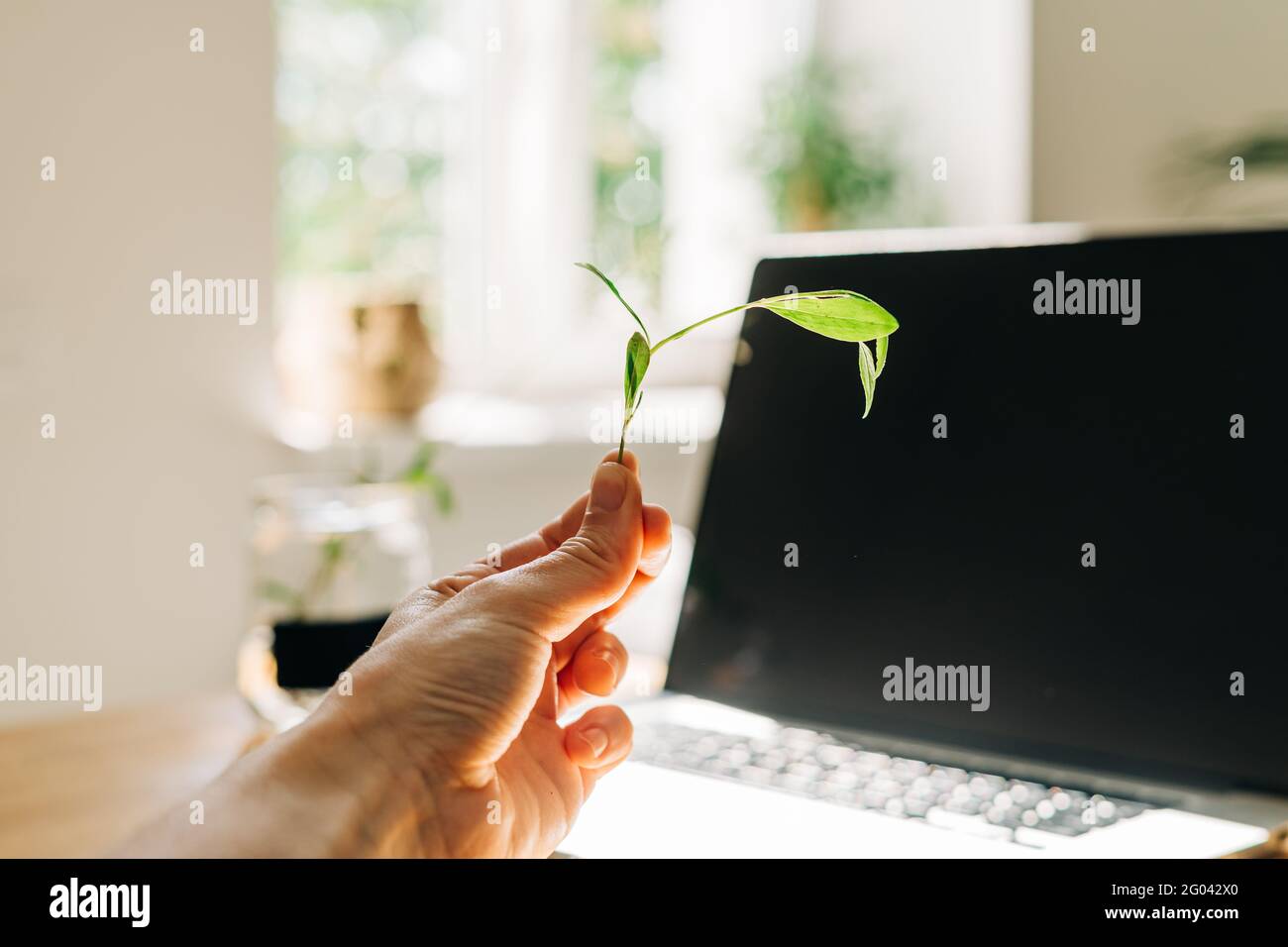 Laptop keyboard with plant growing on it. Green IT computing concept ...
