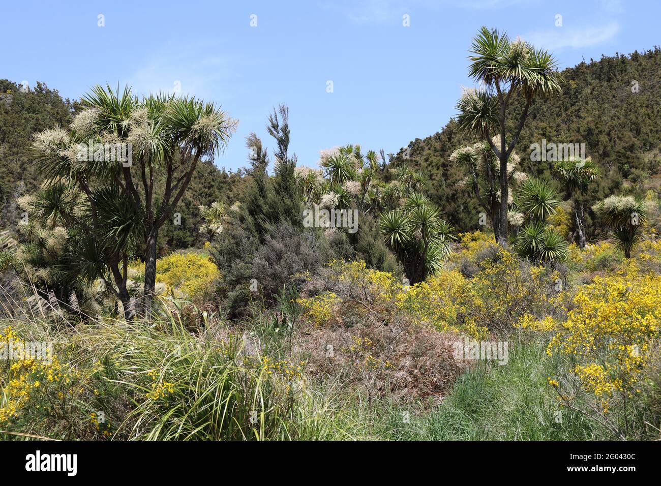 Neuseeland Kaweka Forest Park / New Zealand Kaweka Forest Park Stock ...