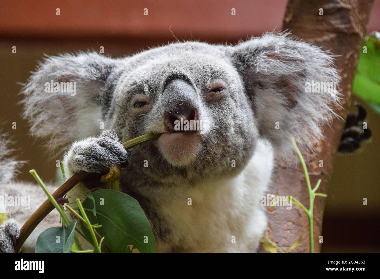 Koala eating eucalyptus leaves hi-res stock photography and images - Alamy
