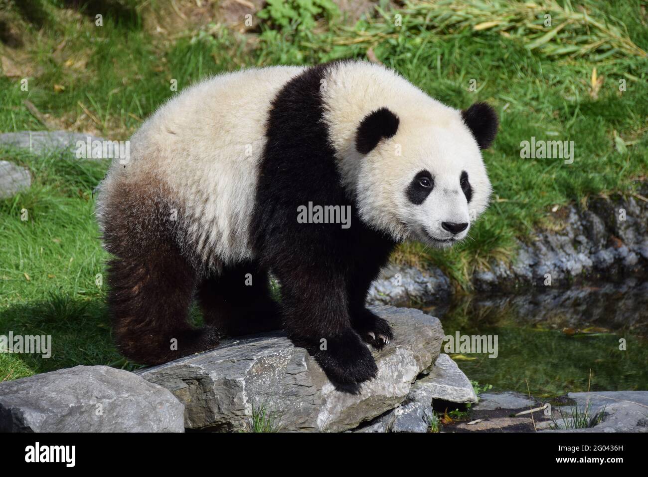 Panda standing tree hi-res stock photography and images - Alamy