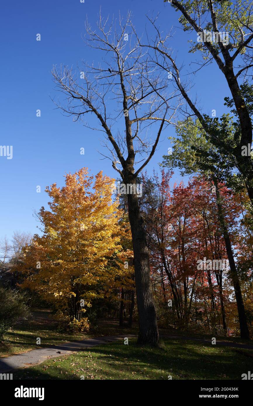 A raven sits on top of a leafless tree among colorful trees in Trois ...