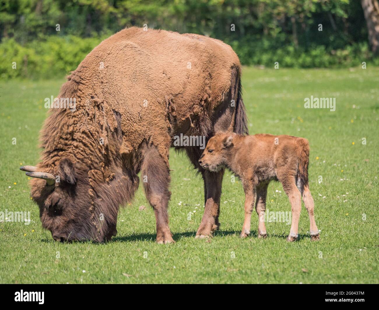 European bison cow and her calf Stock Photo - Alamy