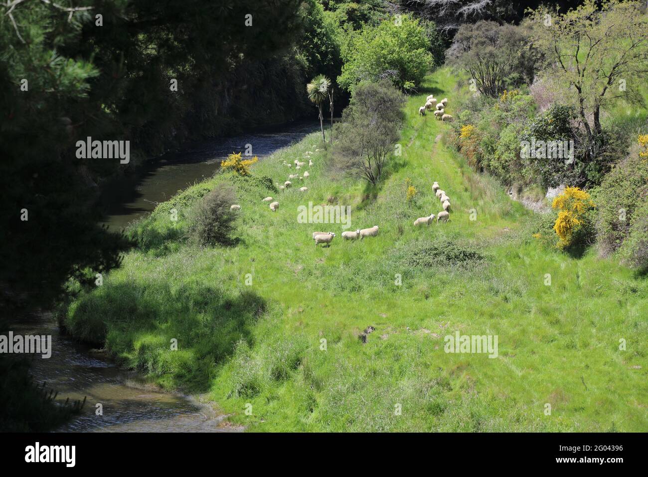 Moawhango River / Moawhango River / Schaf / Sheep / Ovis Stock Photo ...