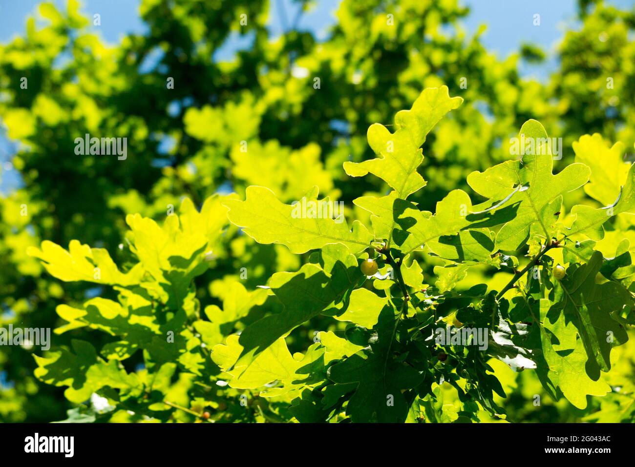 Photosynthesis High Resolution Stock Photography and Images - Alamy