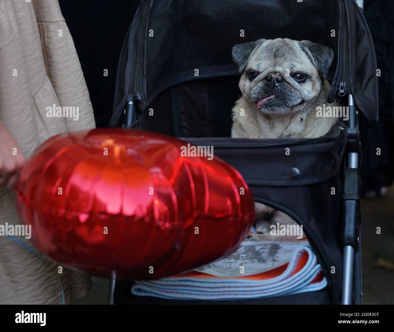 Tony Eastlake's dog Ralph, a pug aged 15, at a vigil for Tony Eastlake ...