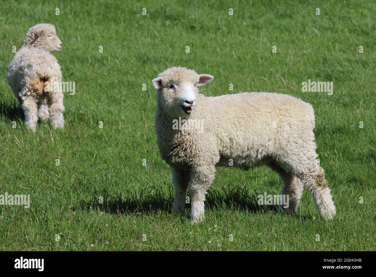 Romneyschaf / Romney sheep / Ovis Stock Photo - Alamy