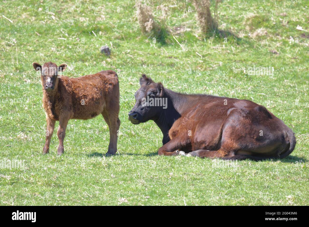 Rind / Cattle / Bovinae Stock Photo - Alamy