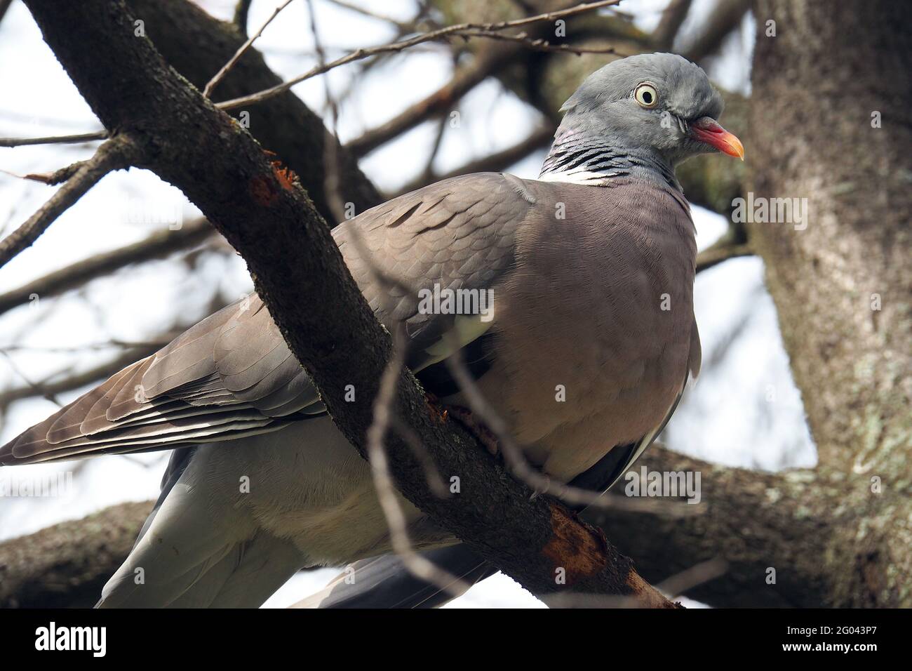 Orvos galamb hi-res stock photography and images - Alamy
