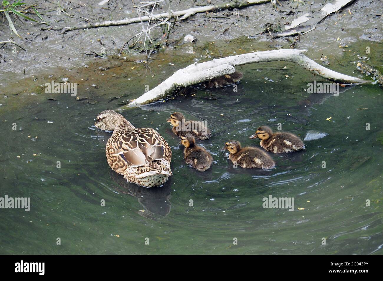 mallard, Stockente, Canard colvert, tőkés réce vagy vadkacsa, Anas ...