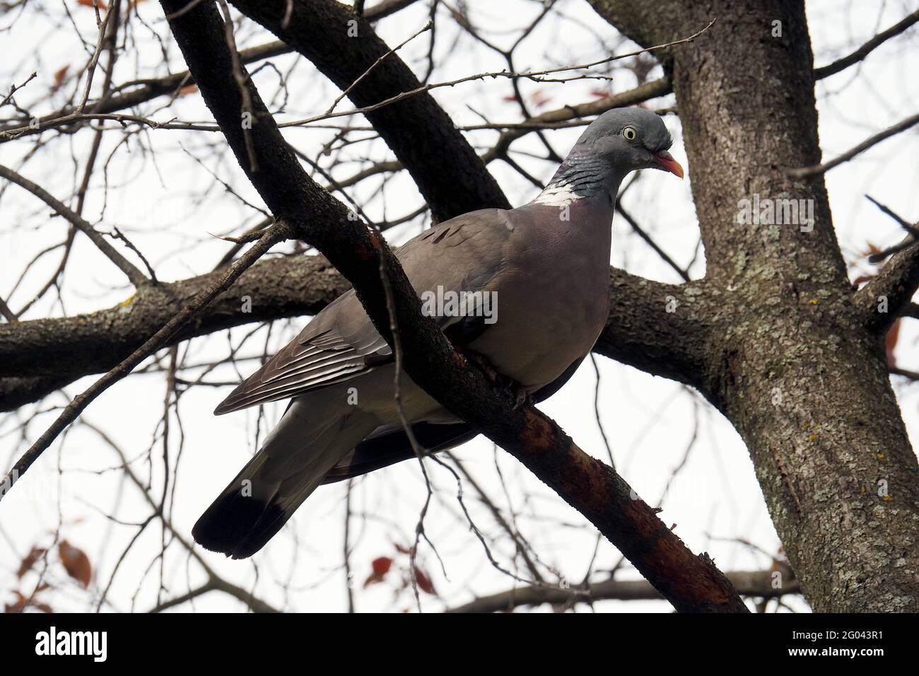 Orvos galamb hi-res stock photography and images - Alamy