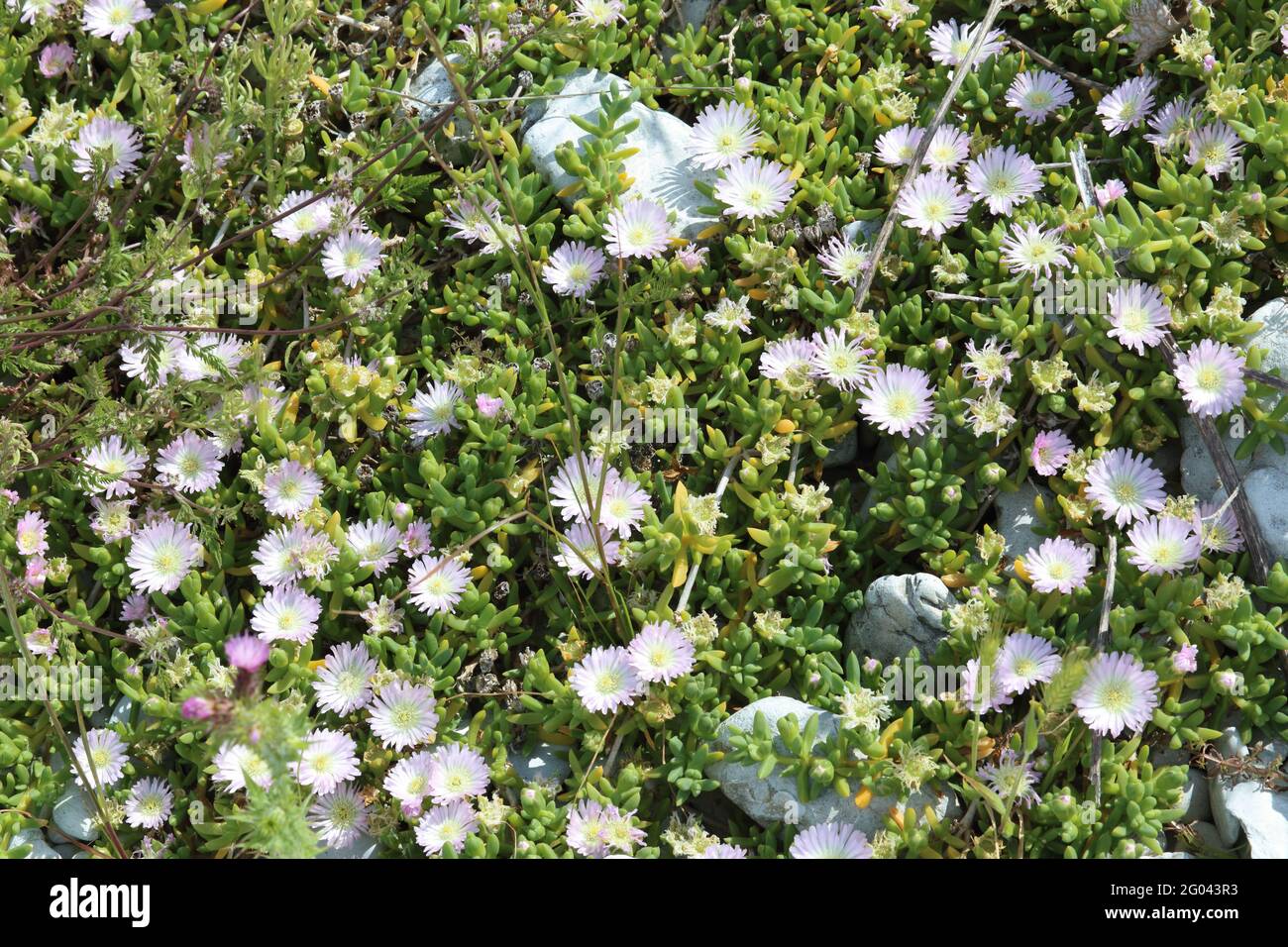 Blume / Flower / Flos Stock Photo - Alamy
