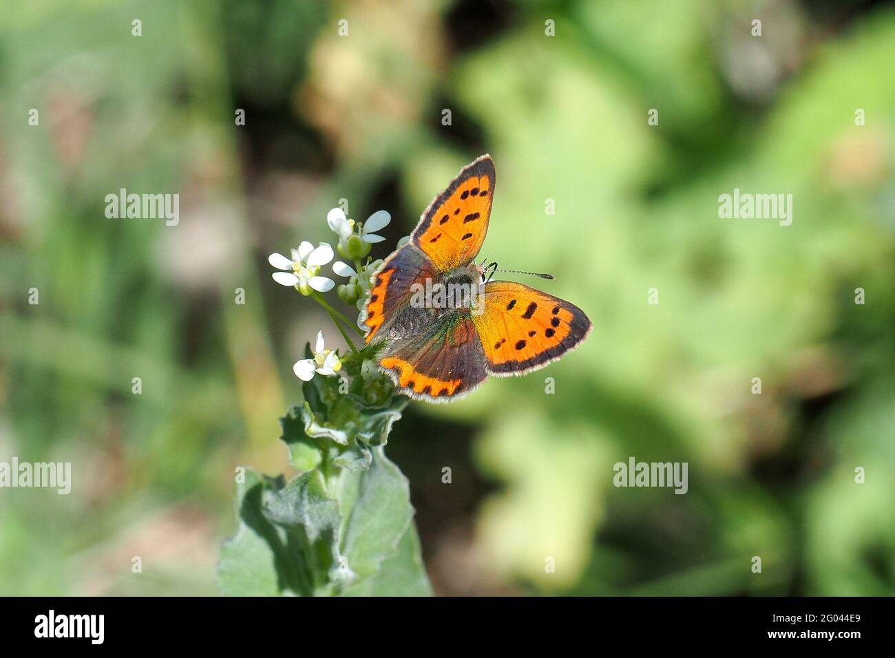 small copper, American copper, or common copper, Kleine Feuerfalter ...