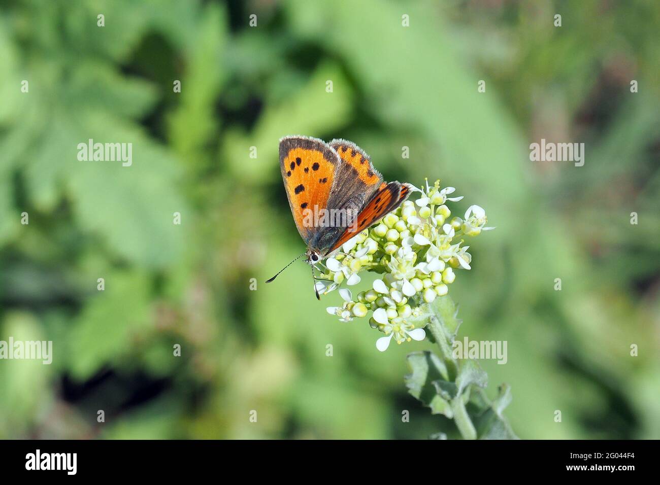 small copper, American copper, or common copper, Kleine Feuerfalter ...