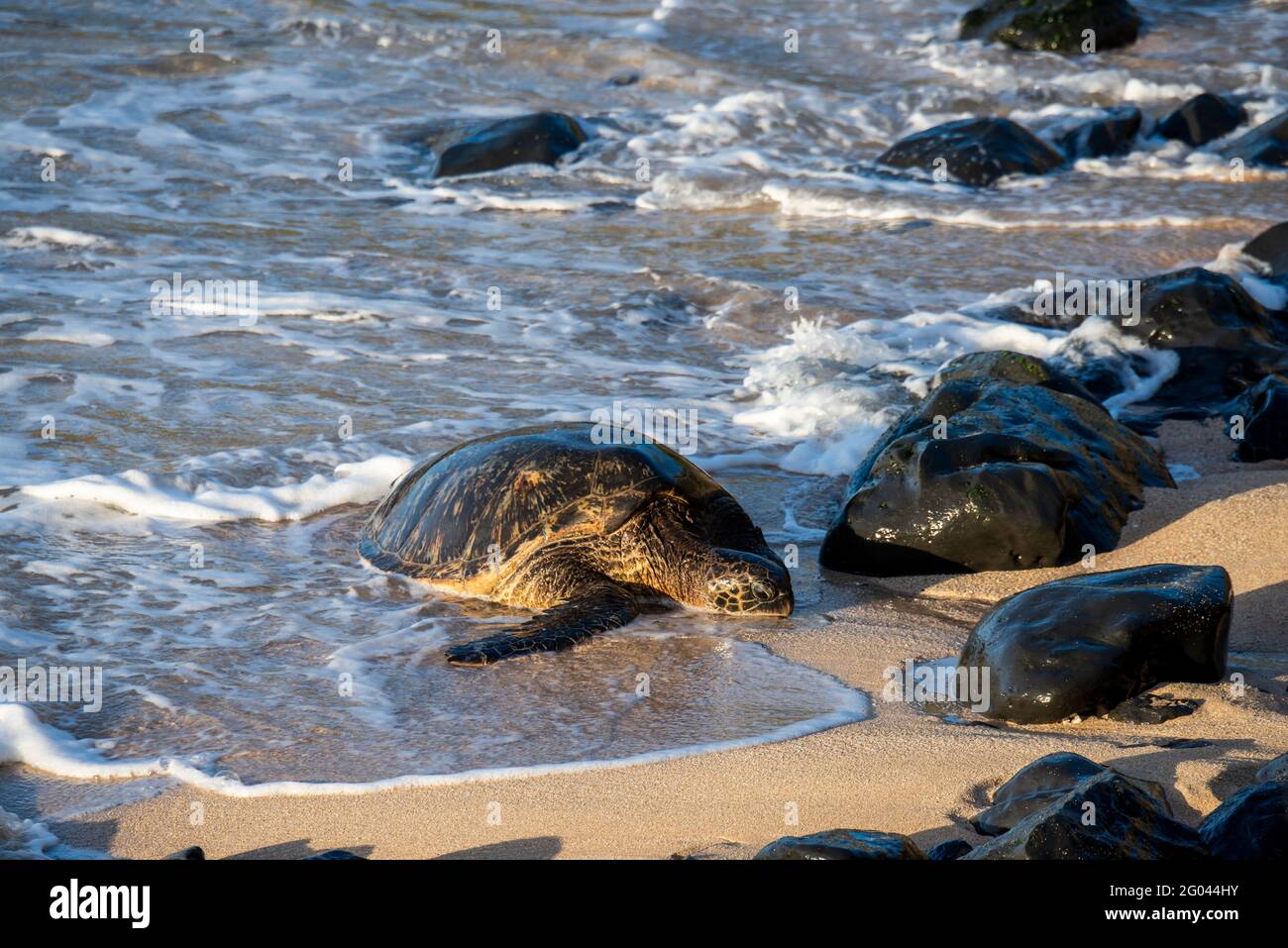 Maui, Hawaii. Ho'okipa Beach Park. A Hawaiian green sea turtle ...