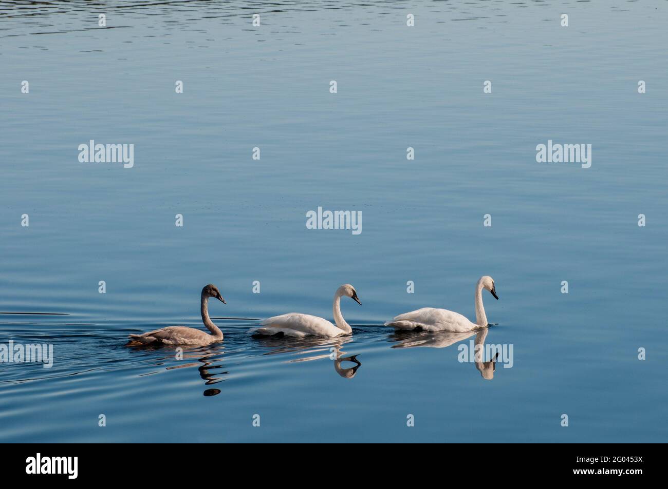 Vadnais Heights, Minnesota. Vadnais Lake Regional Park. A pair of ...