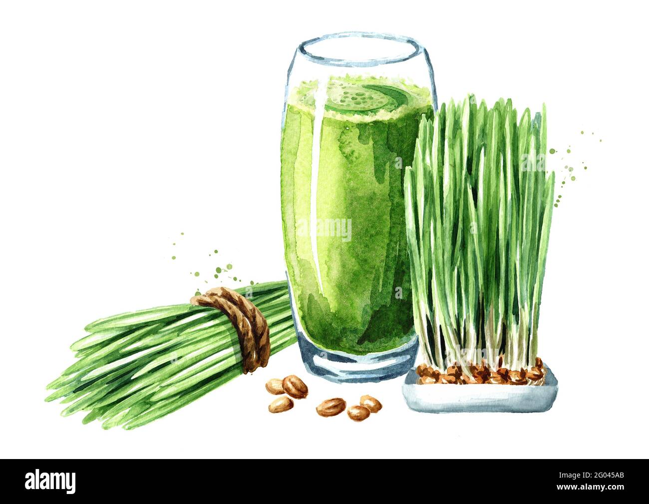 Wheatgrass plant, wheat grass and wheat grain, Watercolor hand drawn ...