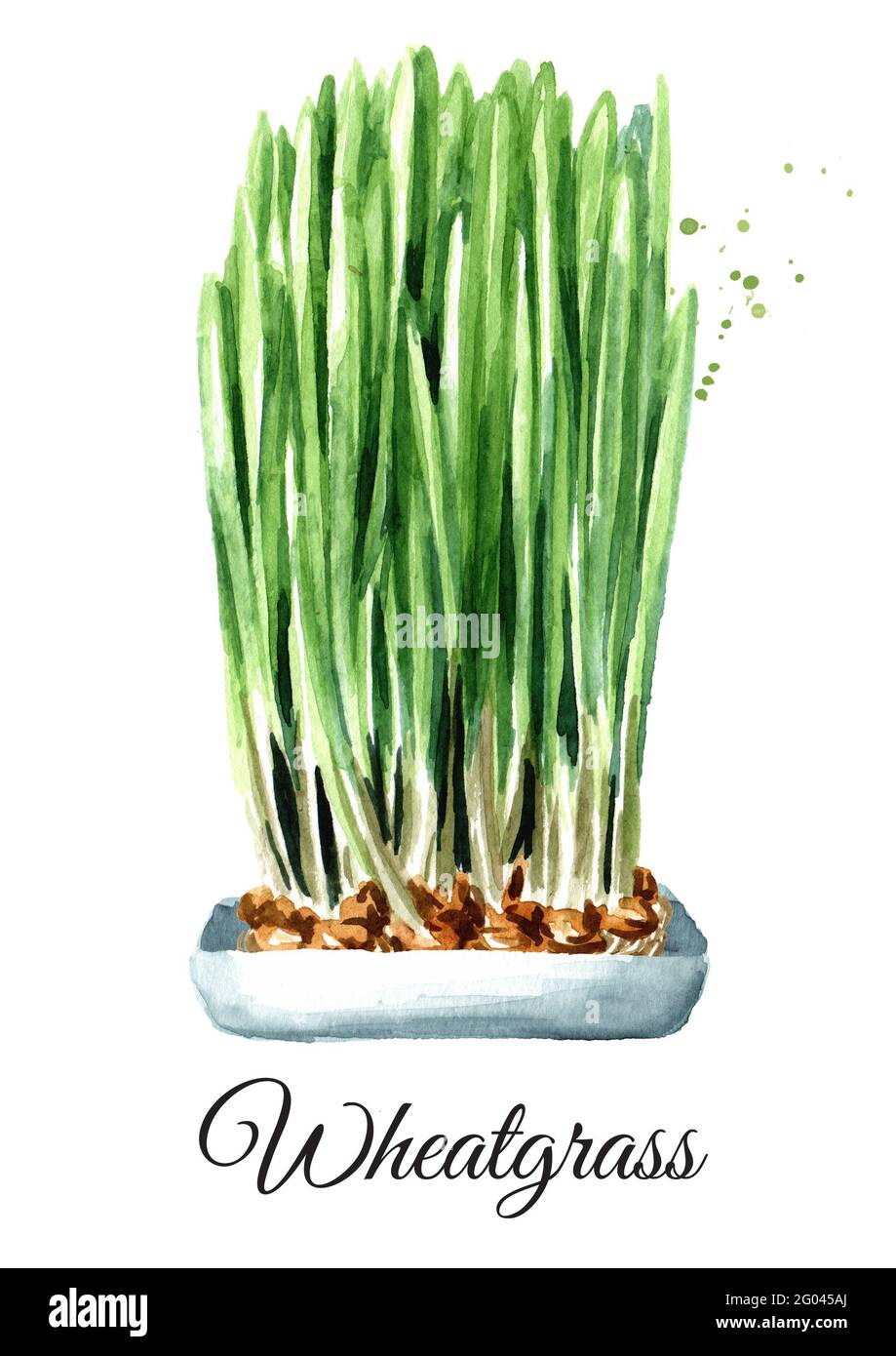 Wheatgrass plant, wheat grass. Watercolor hand drawn illustration ...