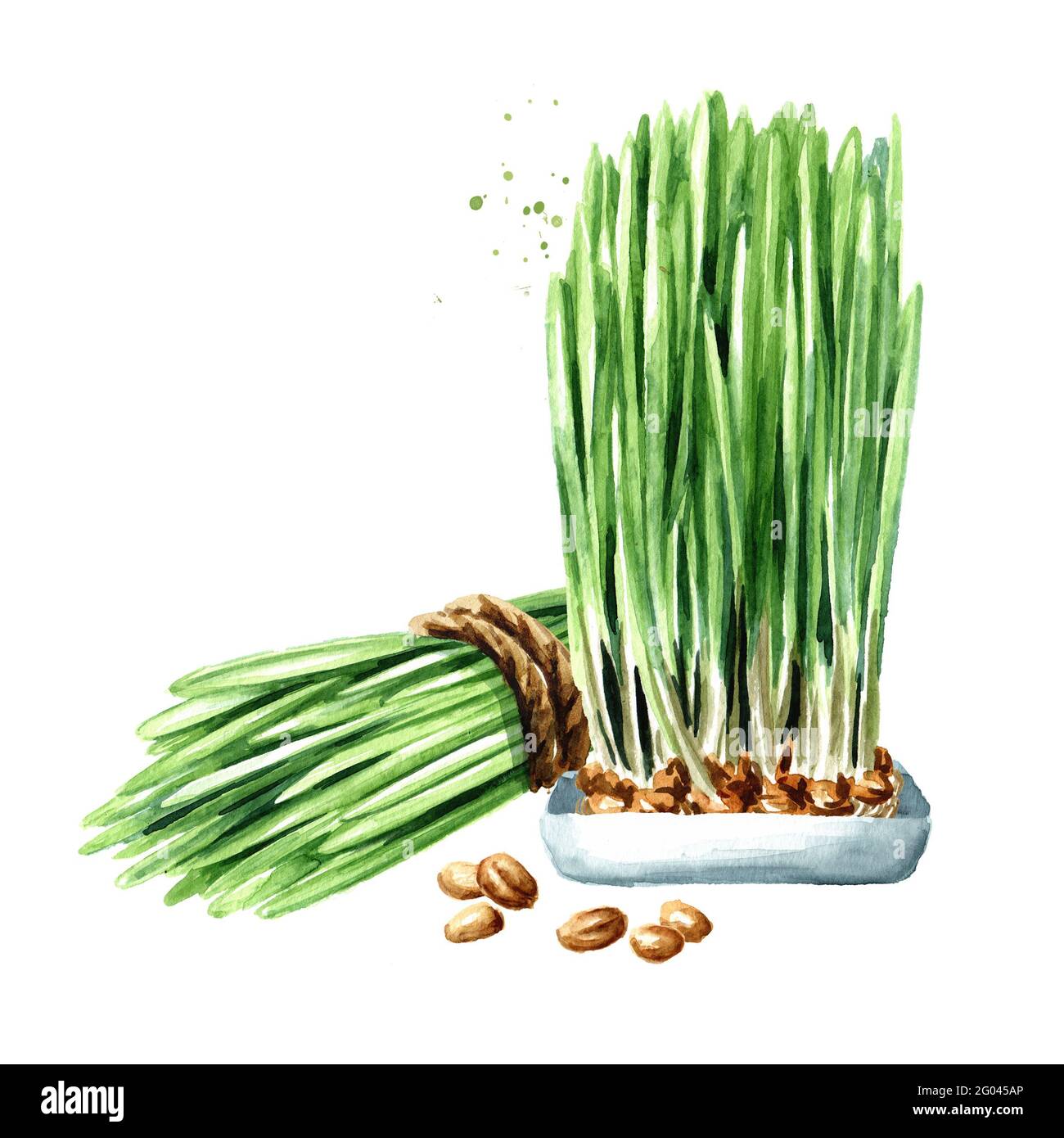 Wheatgrass plant, wheat grass and wheat grains. Watercolor hand drawn ...