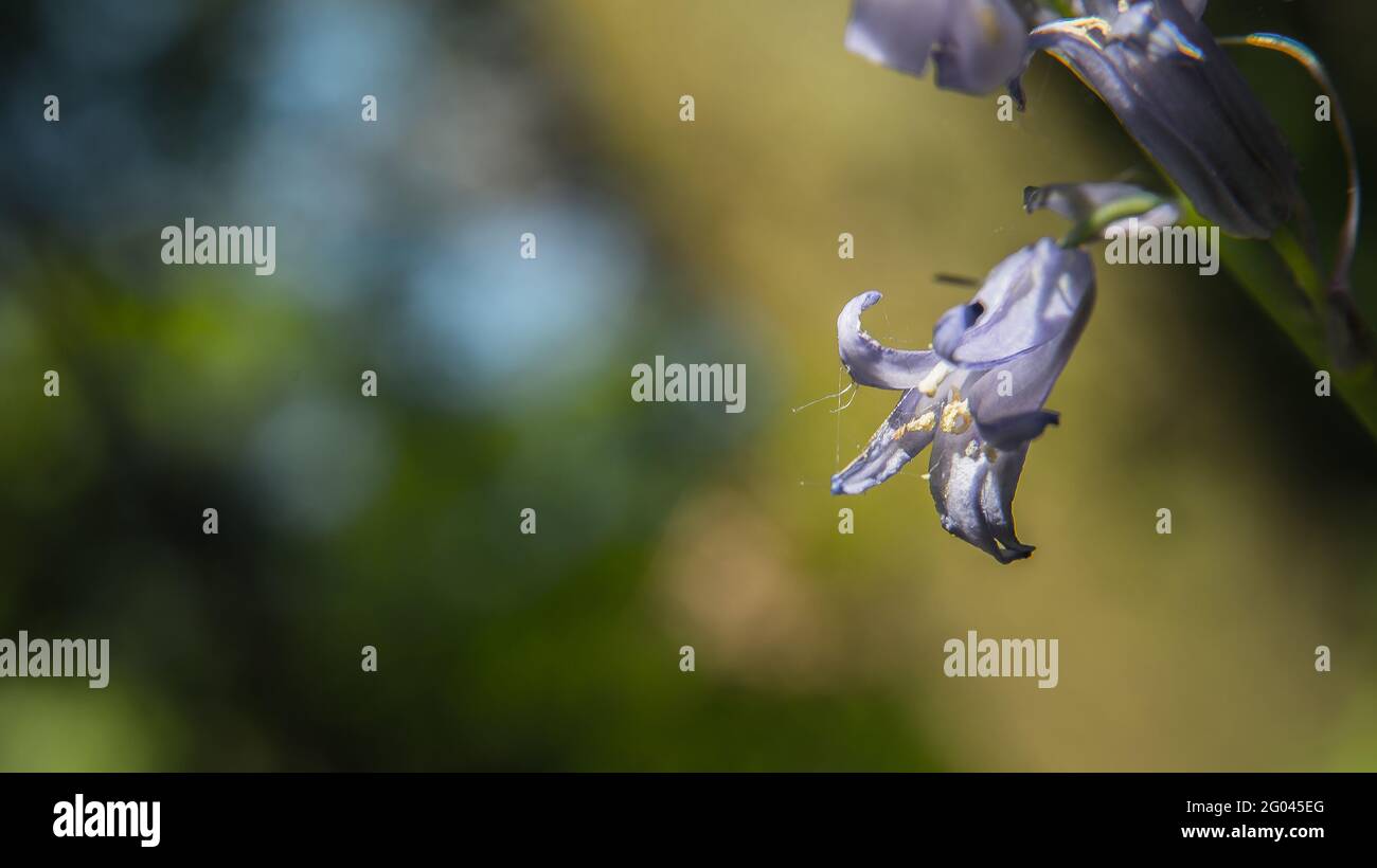 Purple withered flower hi-res stock photography and images - Alamy