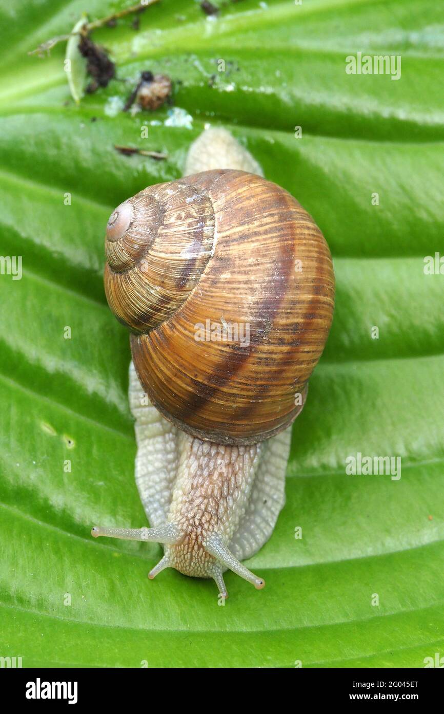 snail, Roman snail, edible snail, Schneckenhaus, Weinbergschnecke ...
