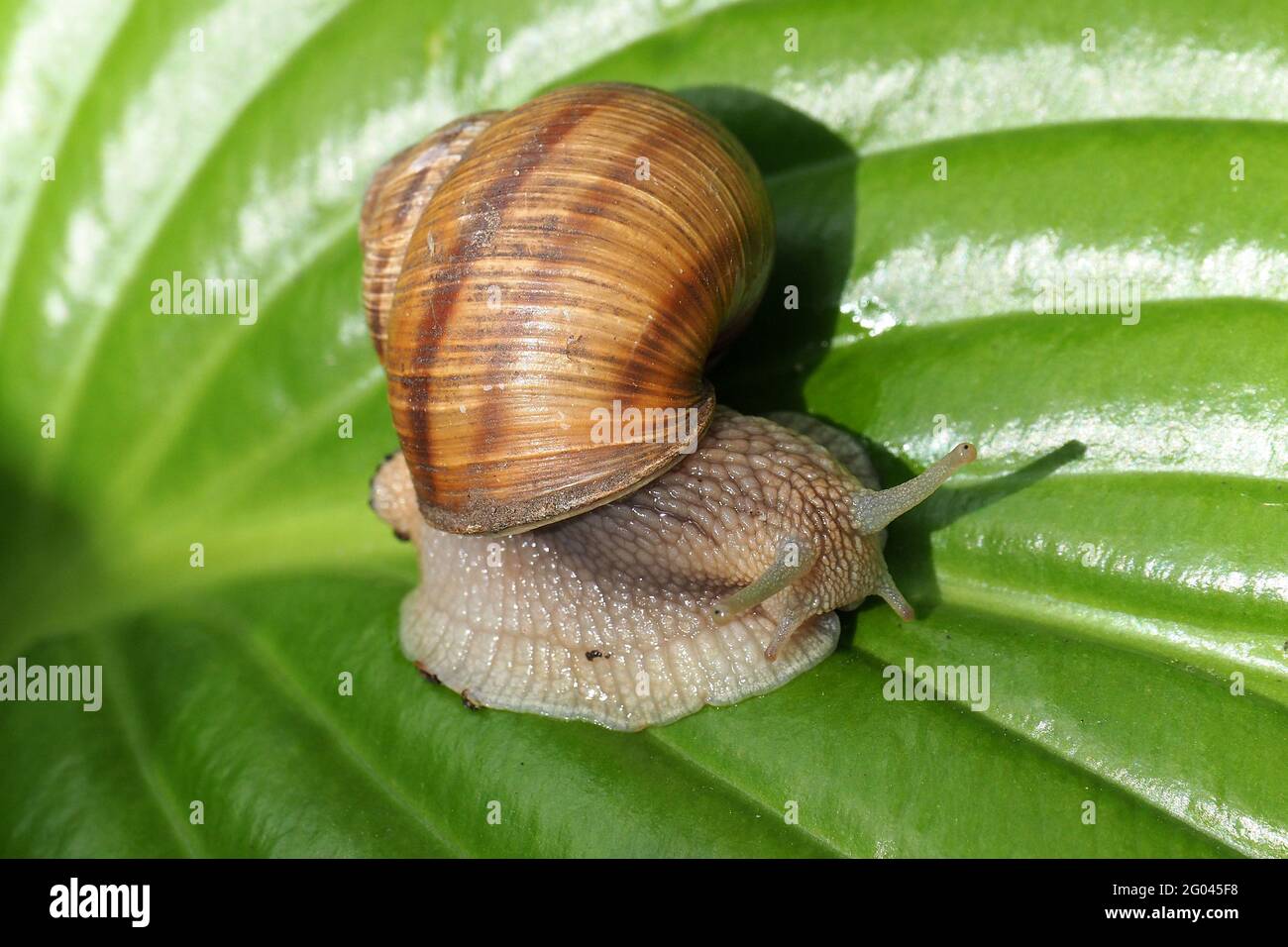 snail, Roman snail, edible snail, Schneckenhaus, Weinbergschnecke ...