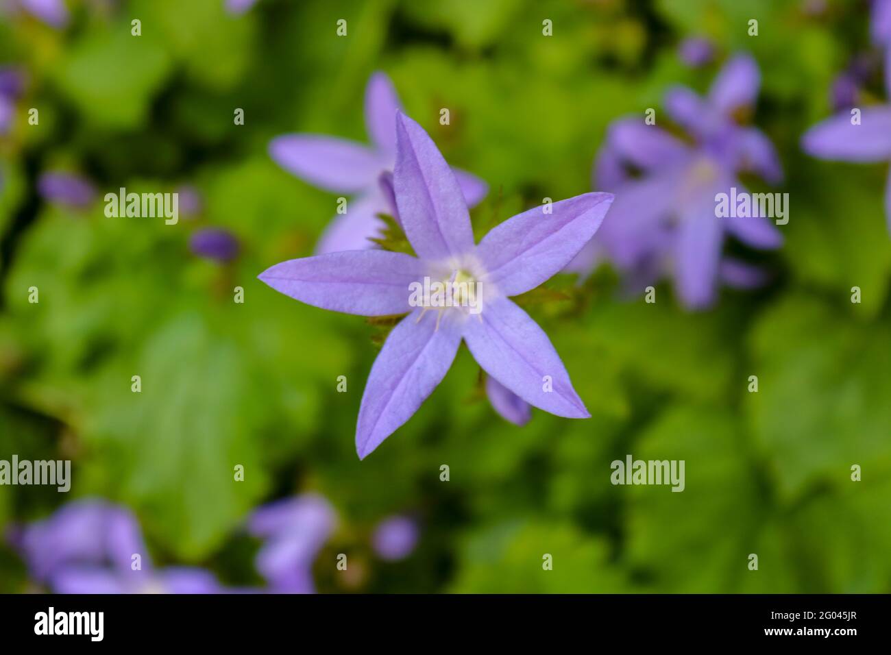 Trailing bellflower close up hi-res stock photography and images - Alamy