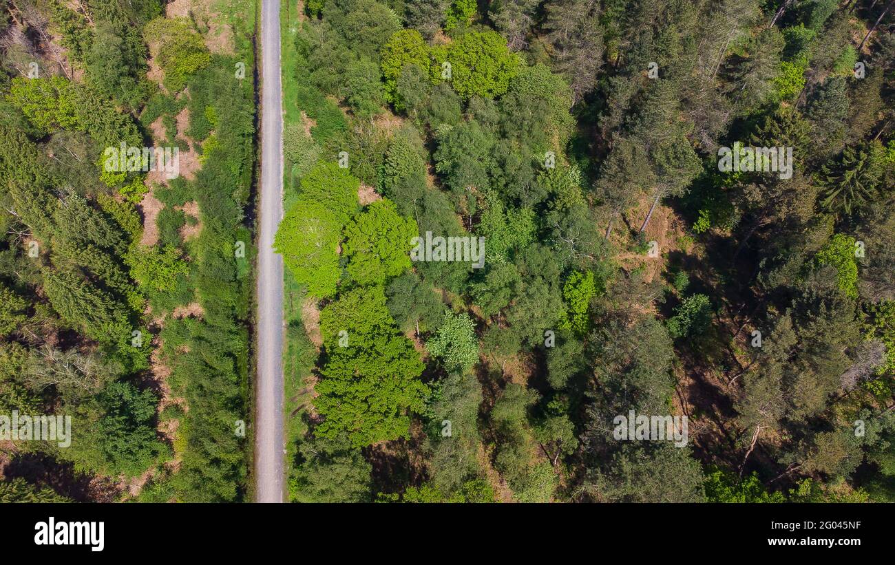 path through English forest Stock Photo - Alamy