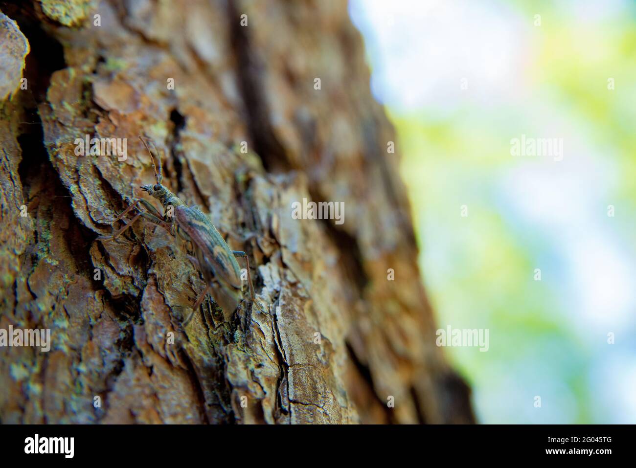 Camouflaged insect hi-res stock photography and images - Alamy