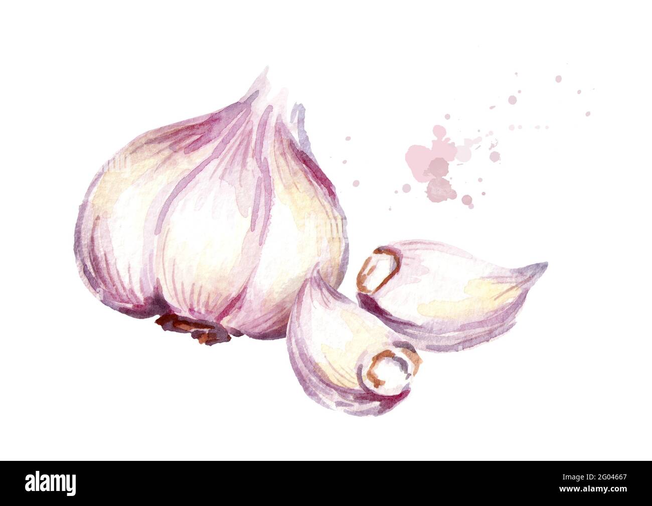 Garlic. Watercolor hand drawn illustration, isolated on white ...
