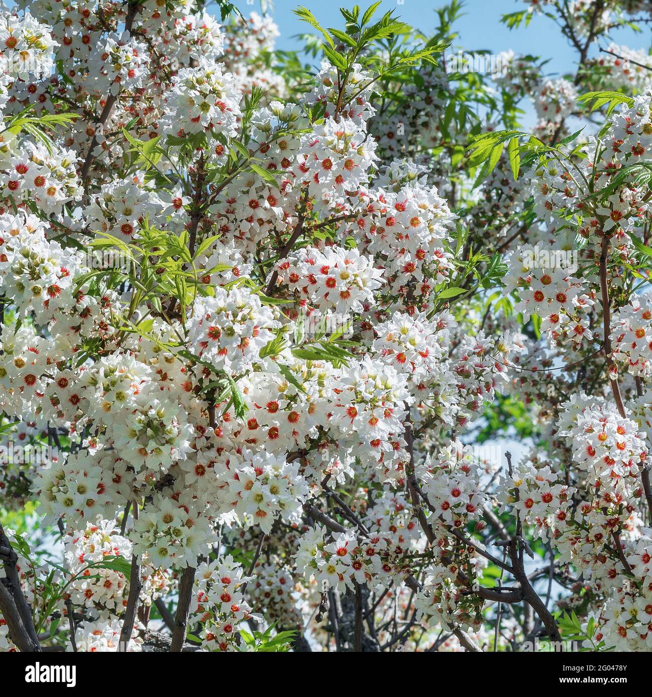 Xanthoceras or Chekalkin walnut (lat. Xanthoceras) is one of the most ...