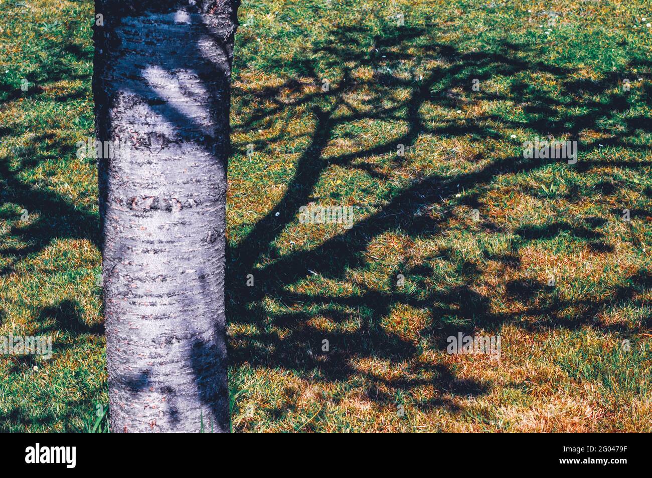Shadow of a cherry tree Stock Photo - Alamy