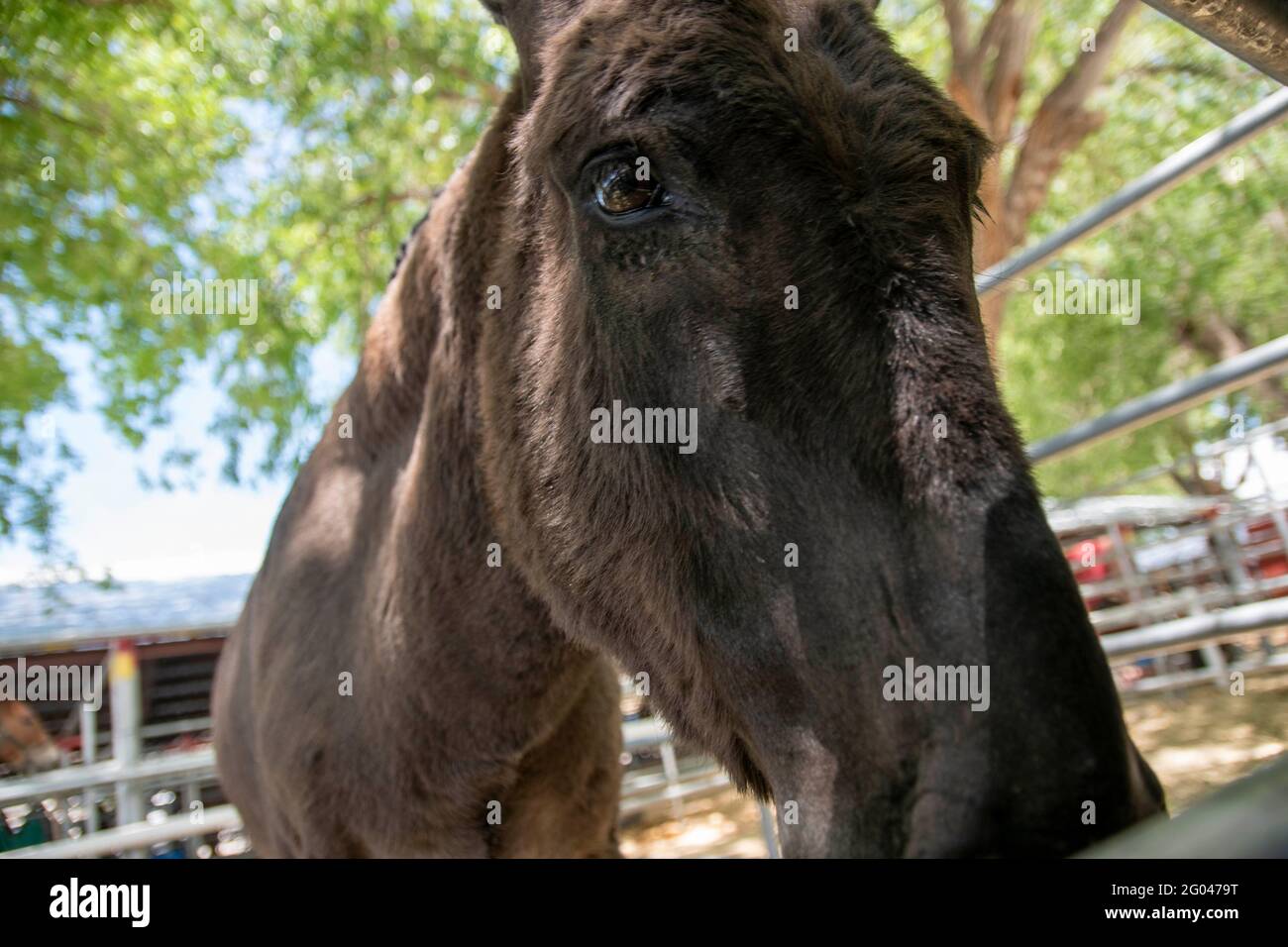 Mule Days celebrates mules, donkeys and horses, and it happens every ...